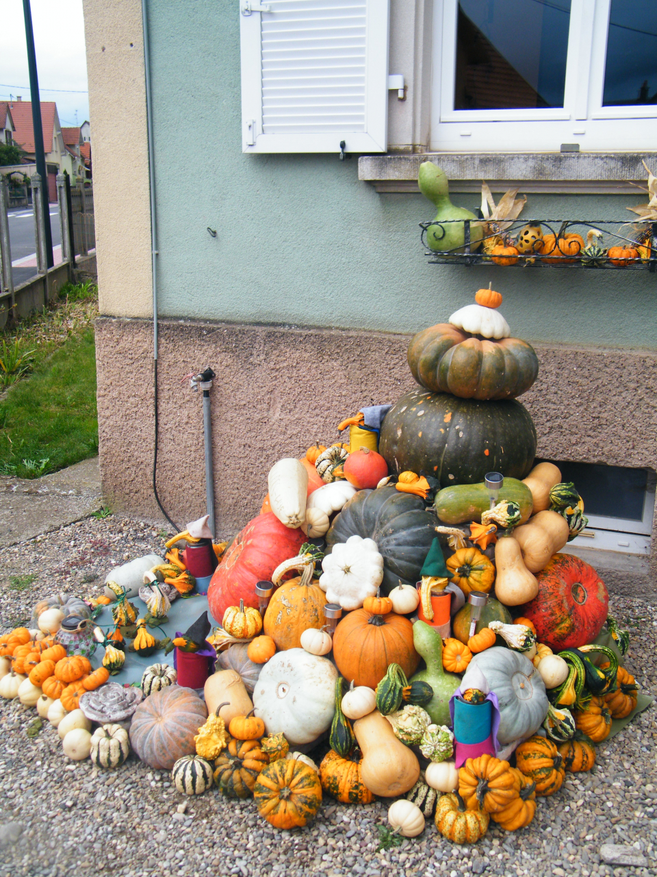 Pâtisson jaune - 1 u - Willers Hof - Locavor.fr