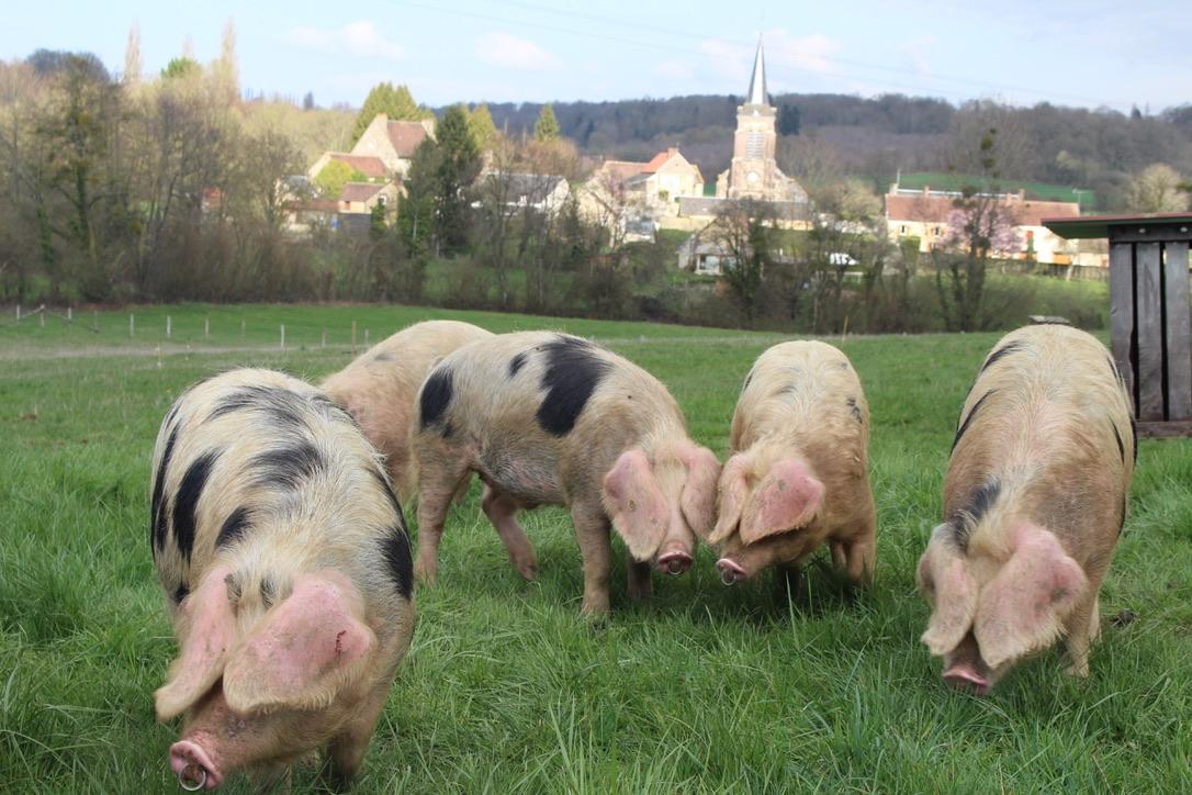 Lardons - 0.3 kg - Les Cochons Sont Dans Le Pré - Locavor.fr