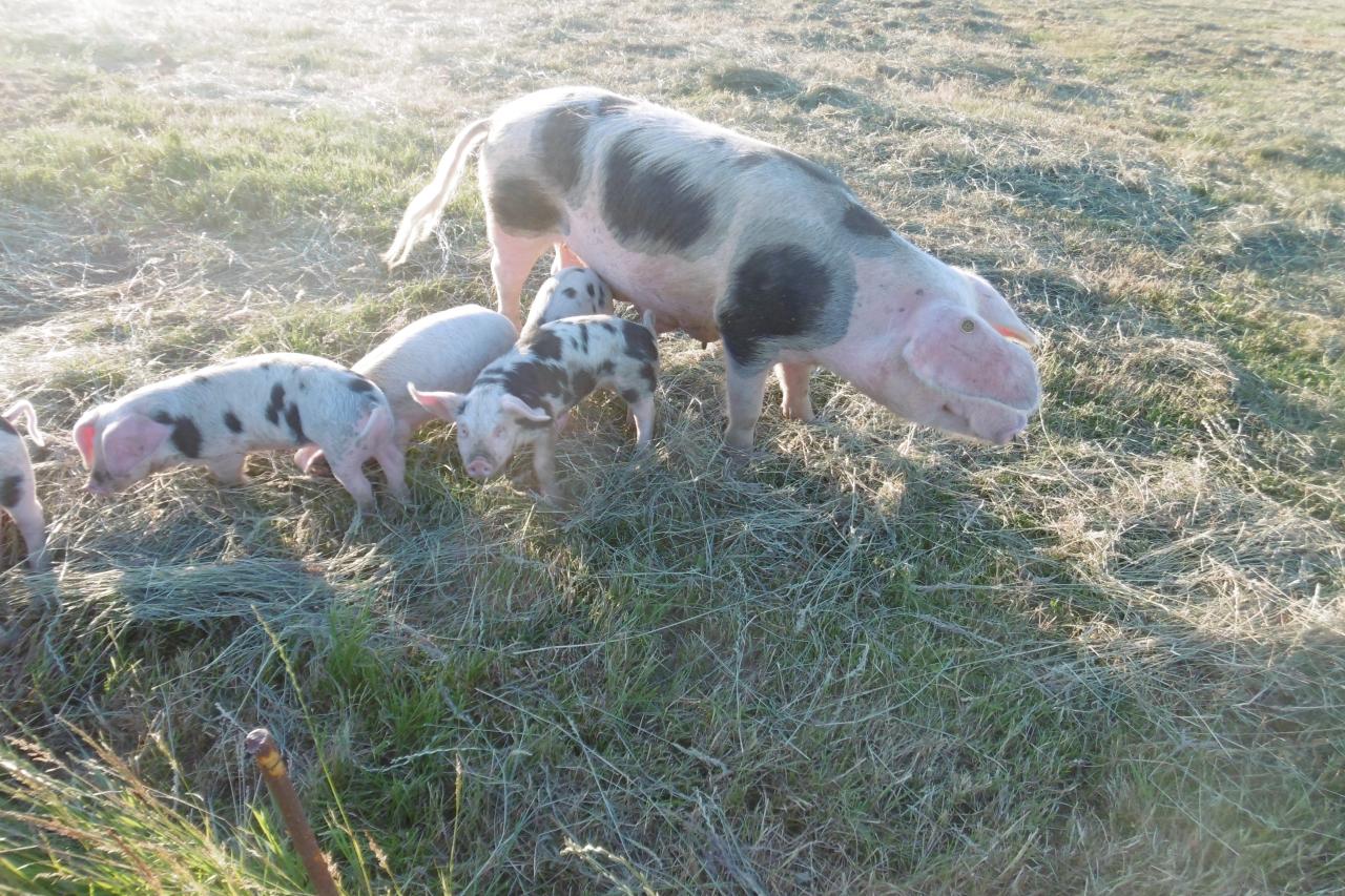 Escalope de porc x2 - 0.25 kg - Les Cochons Sont Dans Le Pré - Locavor.fr