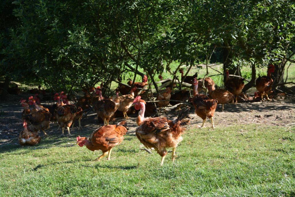 Jamme à Curvalle - Locavor.fr
