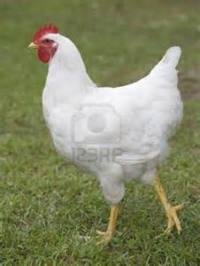 Poulet - 1 u - Morvan Volailles - Locavor.fr