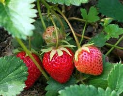 Fraise "gariguettes" - 250 g - Sasu Les Jardins Auvergnats - Locavor.fr