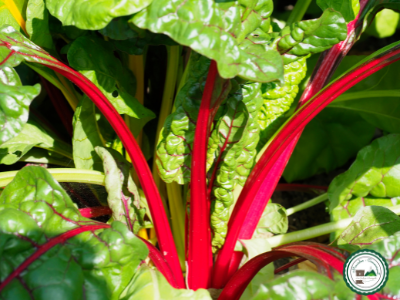 Blette fine rouge - 500 g - Sasu Les Jardins Auvergnats - Locavor.fr