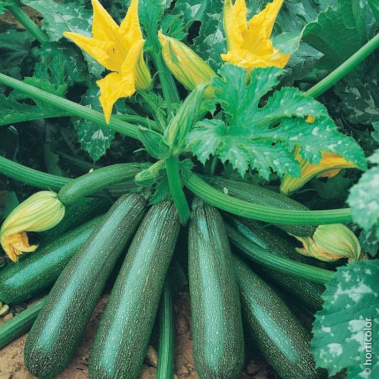 Courgette verte - 1 kg - La Ferme Du Pont - Locavor.fr