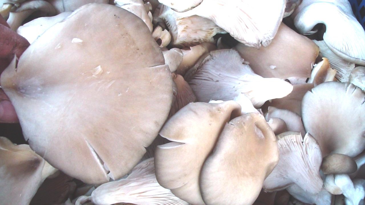Pleurote 1 kg - 1 kg - Champi' Saveurs - Locavor.fr