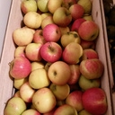 Pomme elstar - 1 kg - Potager Du Maraîcher - Locavor.fr