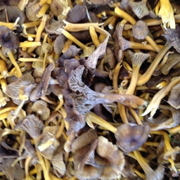 Chanterelles grises - 250 g - Ellochampi - Locavor.fr