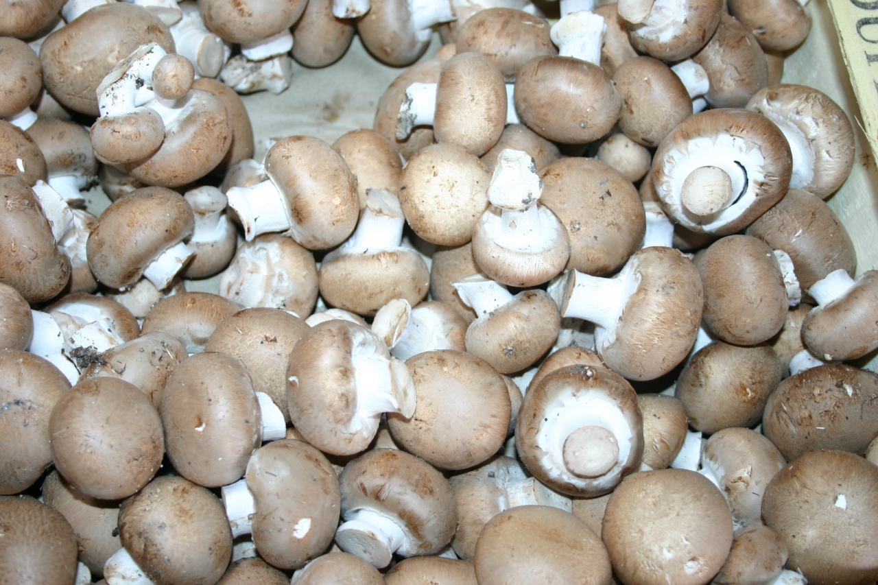 Champignons de cave blond - 500 g - Le Potager De Couleau - Locavor.fr