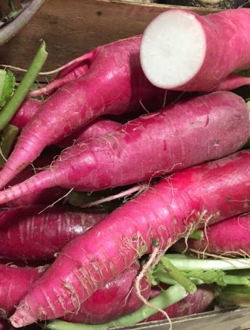 Radis rose d'hiver - 1 u - La Ferme Des Marcs D'or - Locavor.fr