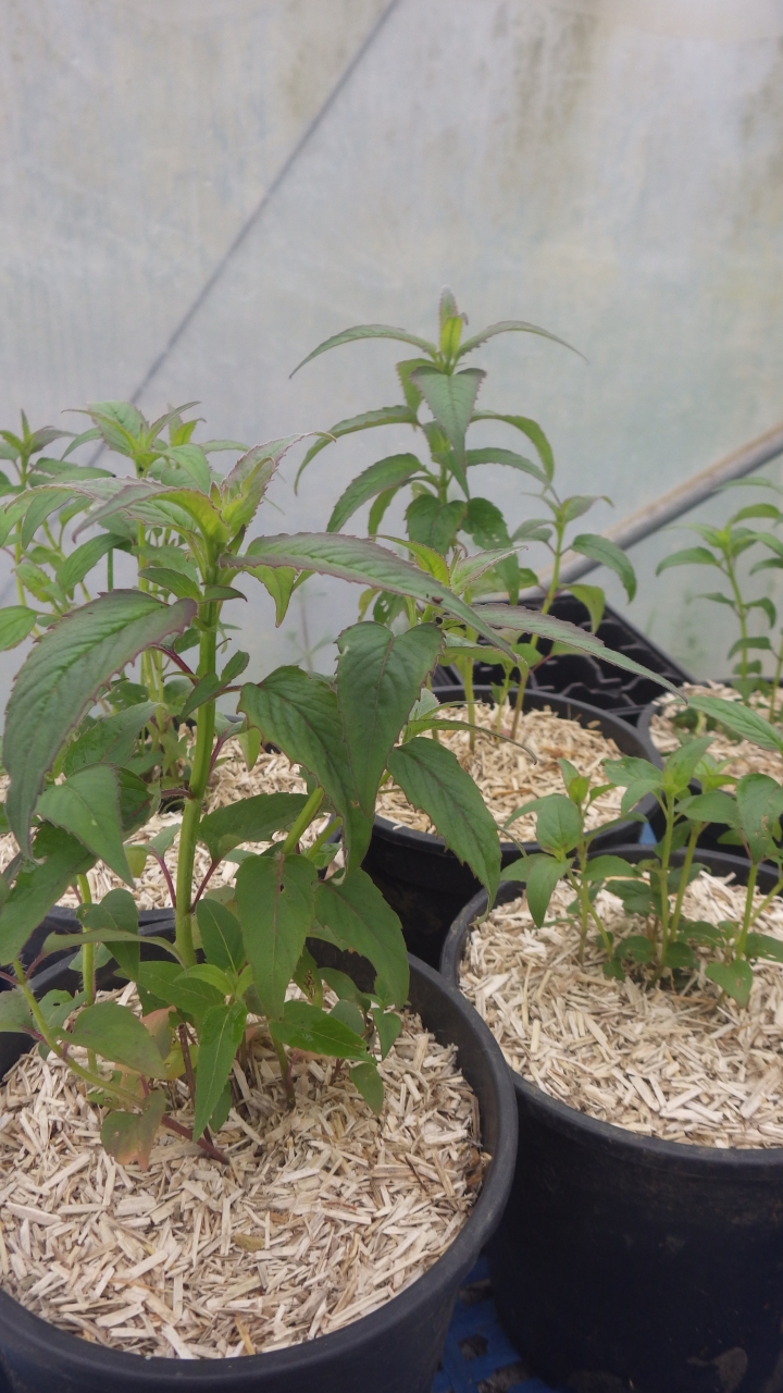 Monarde fistuleuse rose - 1 u - Le Jardin Aux Abeilles - Locavor.fr