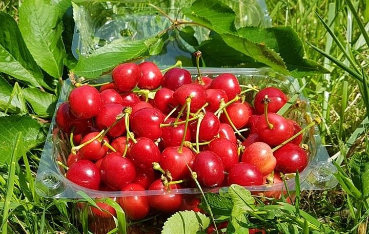 Cerises bigarreaux - 2 formats - Vergers Courtois - Locavor.fr