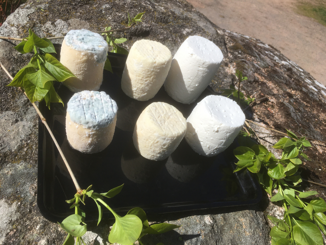 Grand chèvre affiné par 3 - 3 u - Chèvrerie Les Avoineries - Locavor.fr