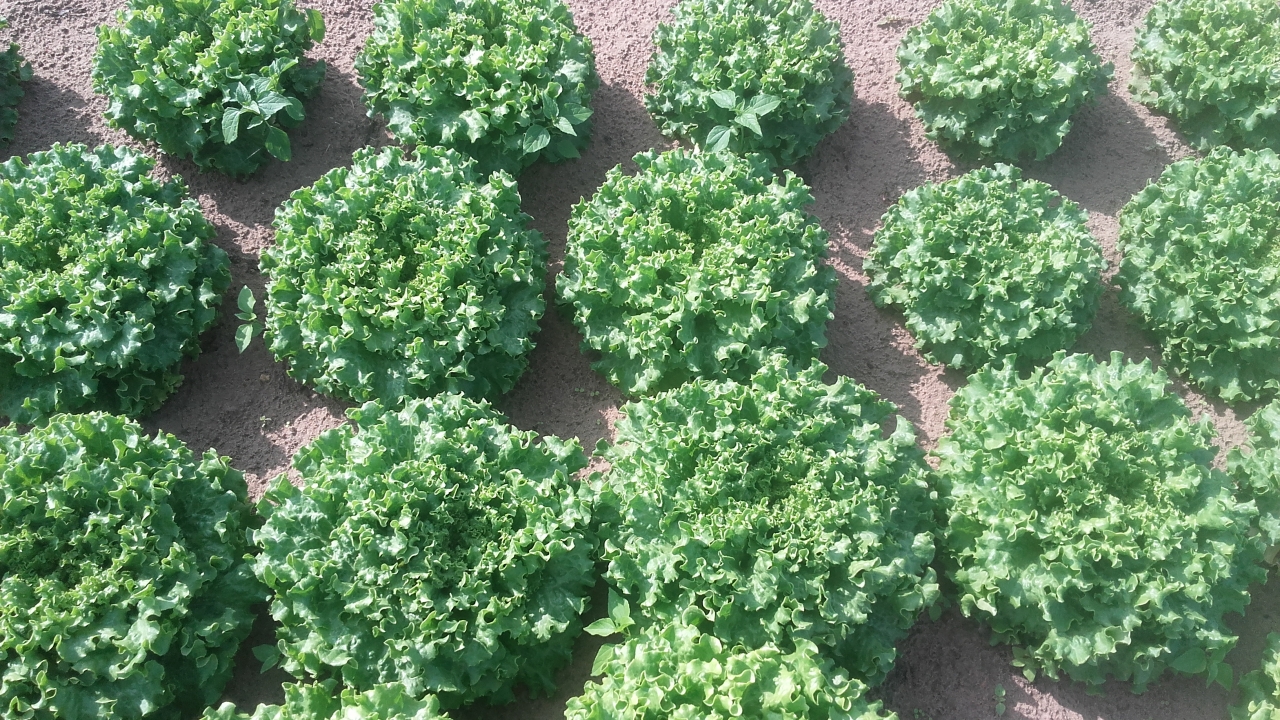 Batavia verte - 1 u - Earl De La Fougère - Locavor.fr