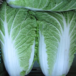 Choux chinois - 1 u - Ferme Feyeux - Locavor.fr