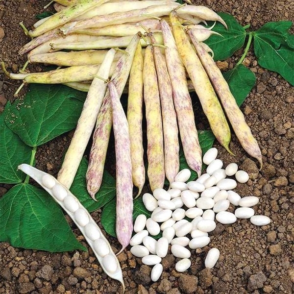 Haricots coco - 500 g - Sarl De Rigny - Locavor.fr