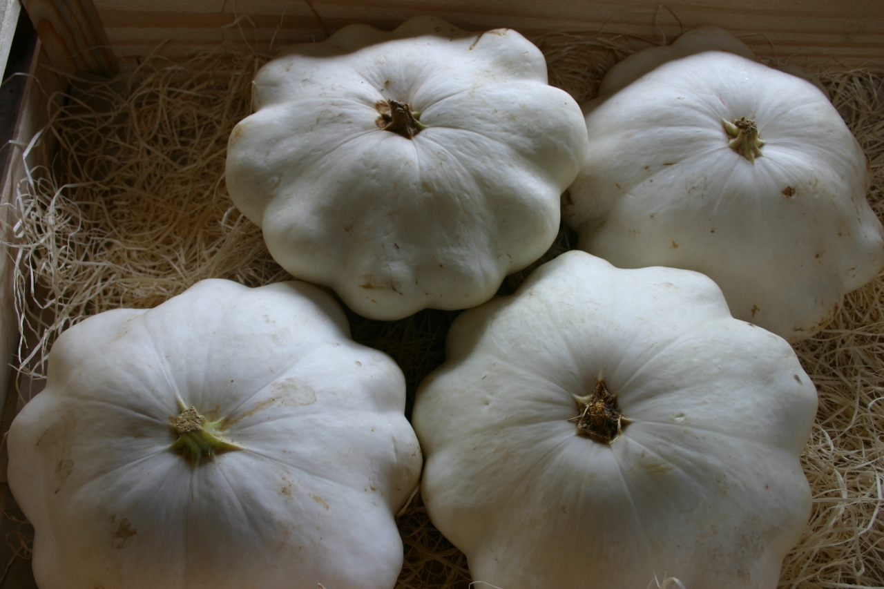Patisson (récolte 2020 ) - 1 u - Le Potager De Couleau - Locavor.fr