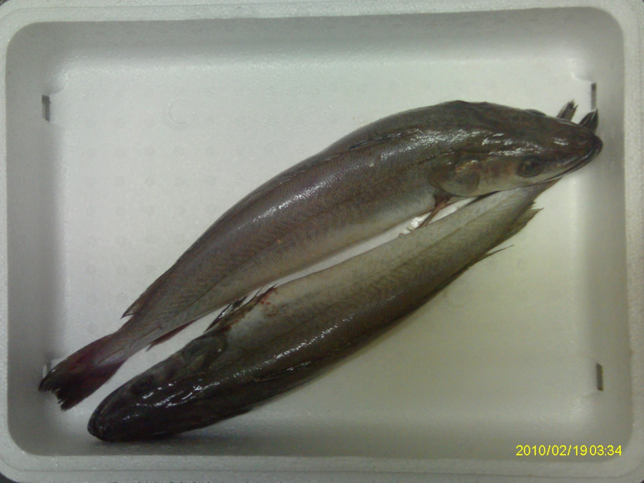 Merlu 1kg (de 200 gr à 500 gr pièce) - 1 kg - Stéphane Cardone - Locavor.fr