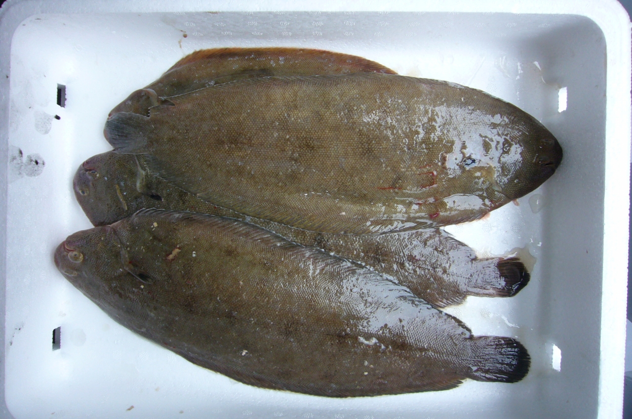Sole 0,5 kg (1 à 2 pièces) - 0.5 kg - Stéphane Cardone - Locavor.fr