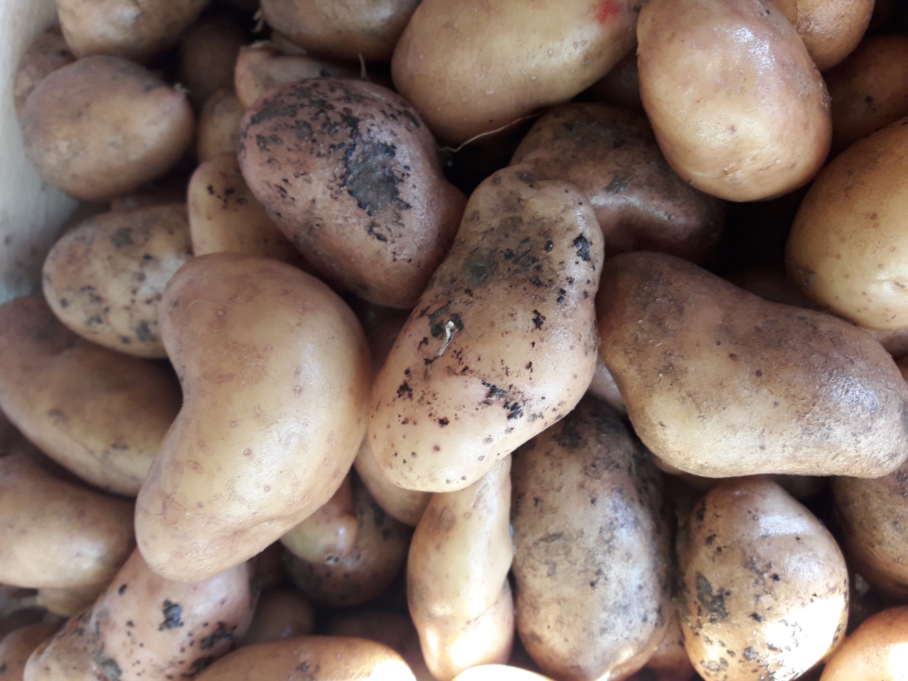 Grenaille rose - 2 kg - Les Légumes De Laura - Locavor.fr