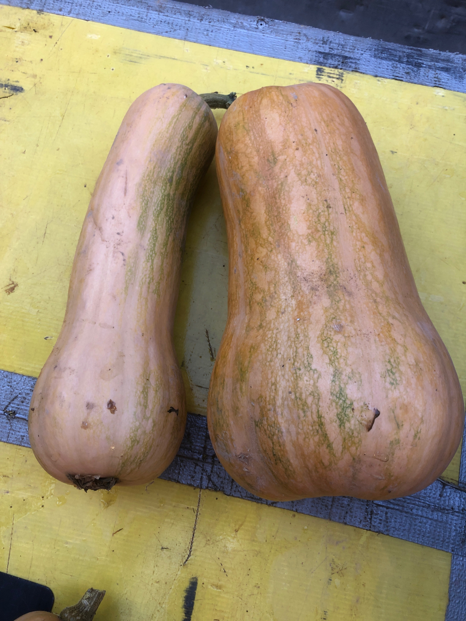 Courge sucrine - 1 kg - Legumes De Rudy - Locavor.fr