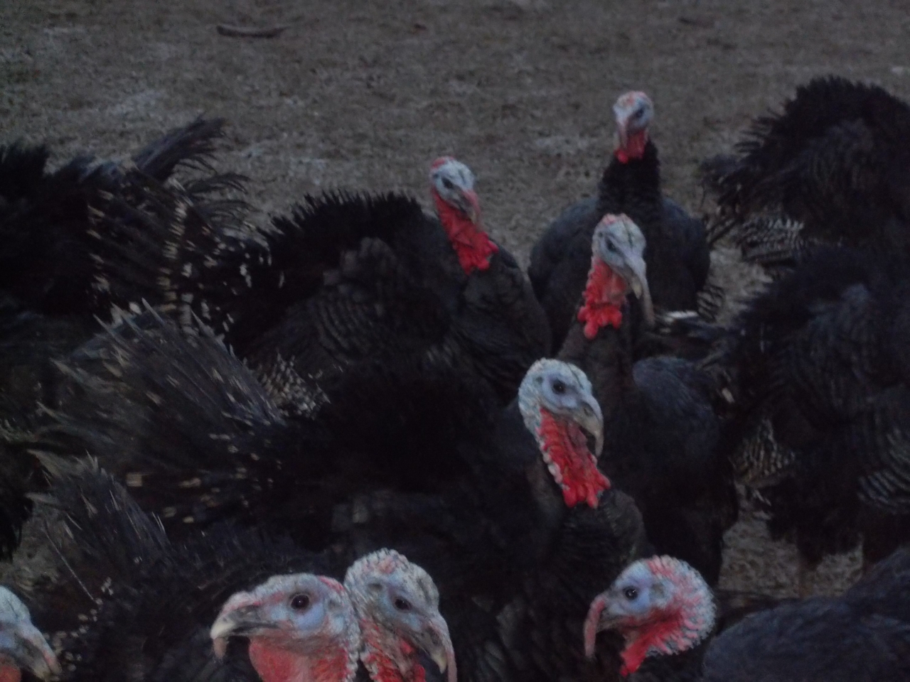 Dinde fermière 5,5 a6 kg prête à cuire - 5 kg - La Ferme Des Côtes ...