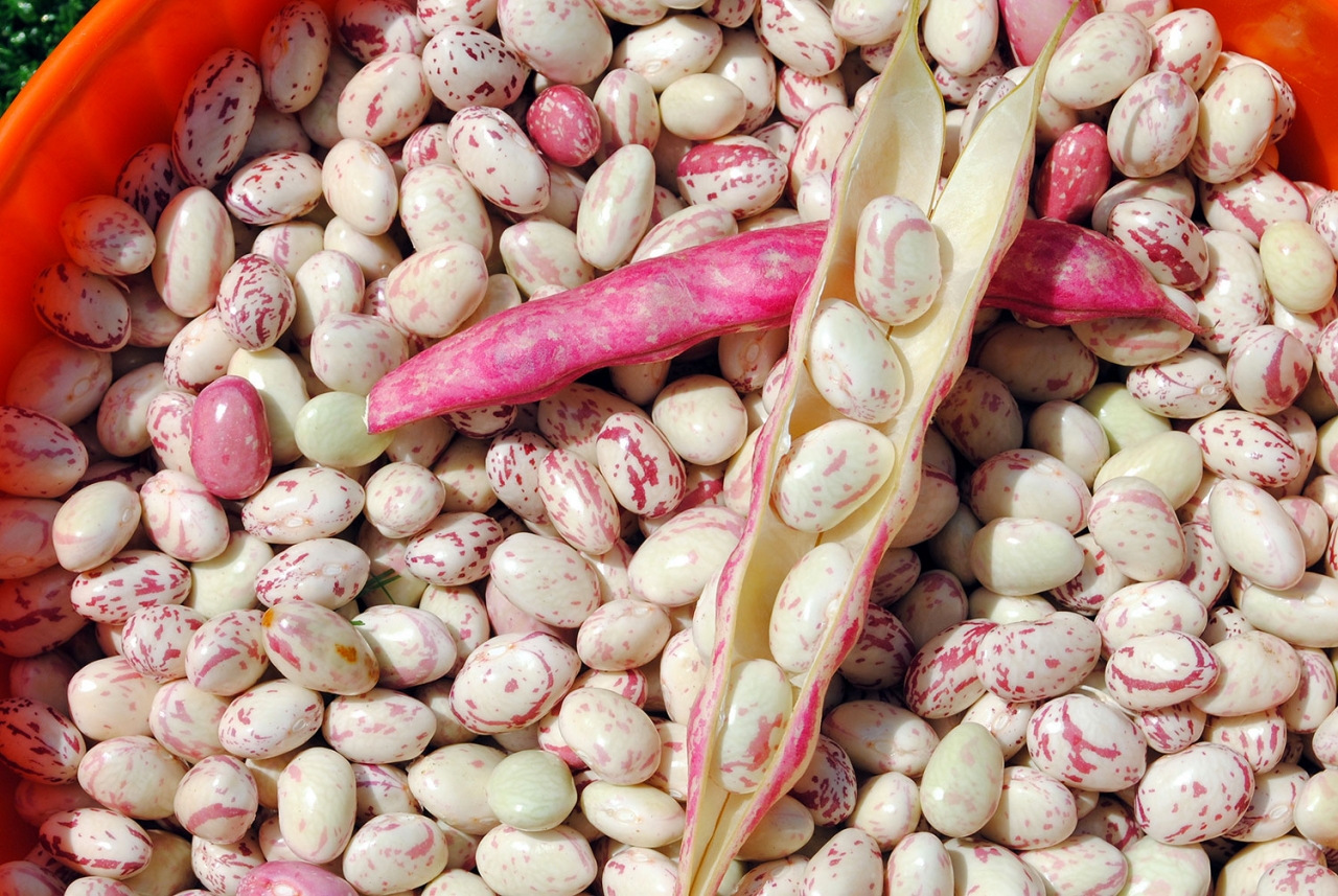 Haricot en grain coco de prague - 500 g - Le Jardin De Jean Louis ...