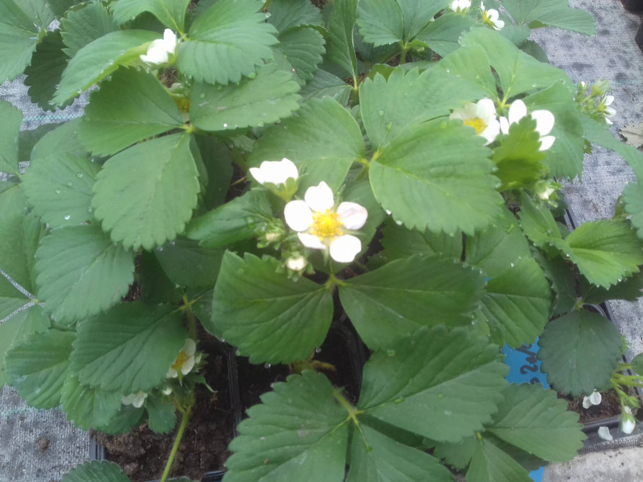 Plants fraisier remontant cirafine - 10 u - Jardin Des Zayons - Locavor.fr