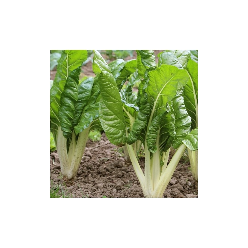 Blettes (bio) - 1 u - Ferme Toutypousse - Locavor.fr