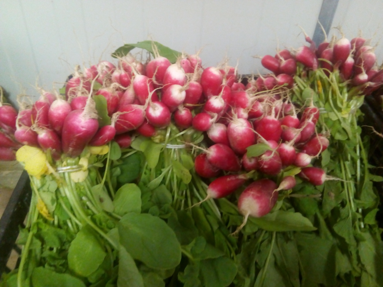 Radis long - 1 u - H.trohel Le Clos Des Sources - Locavor.fr