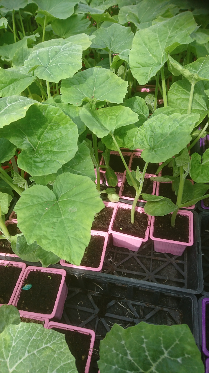 Plant de courge musqué de provence - 1 u - Les Jardins De Fontaine ...