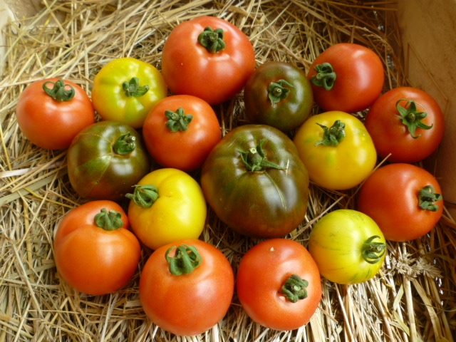 Tomates( diverses) ronde rouge - 4 formats - Alexandre De Kok ...