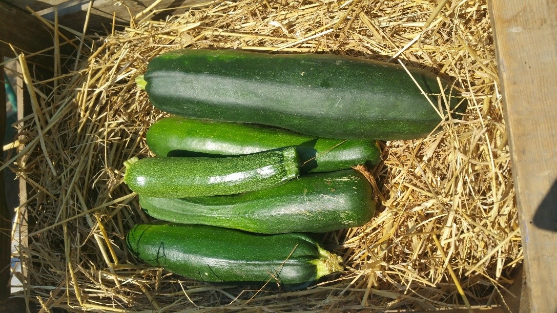 Courgette - 1 kg - Esat Avsea - Locavor.fr