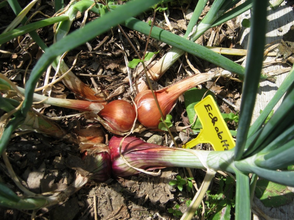 échalote nouvelle - 2 formats - Les Légumes De Piré - Locavor.fr