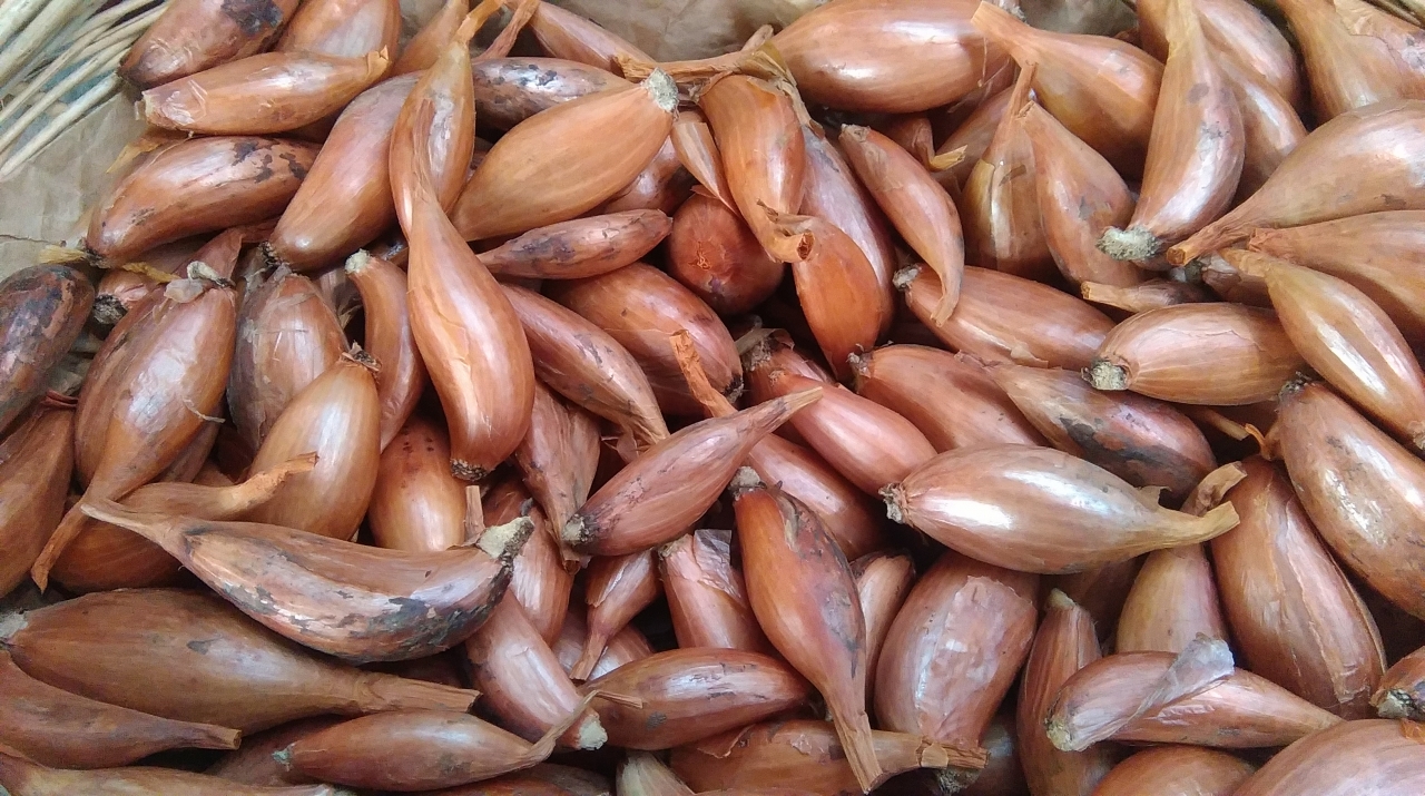 Echalotes bio - 2 formats - Alexandre De Kok / Equibioland - Locavor.fr