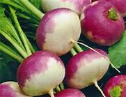 Navet petit rose en botte - 1 u - H.trohel Le Clos Des Sources - Locavor.fr