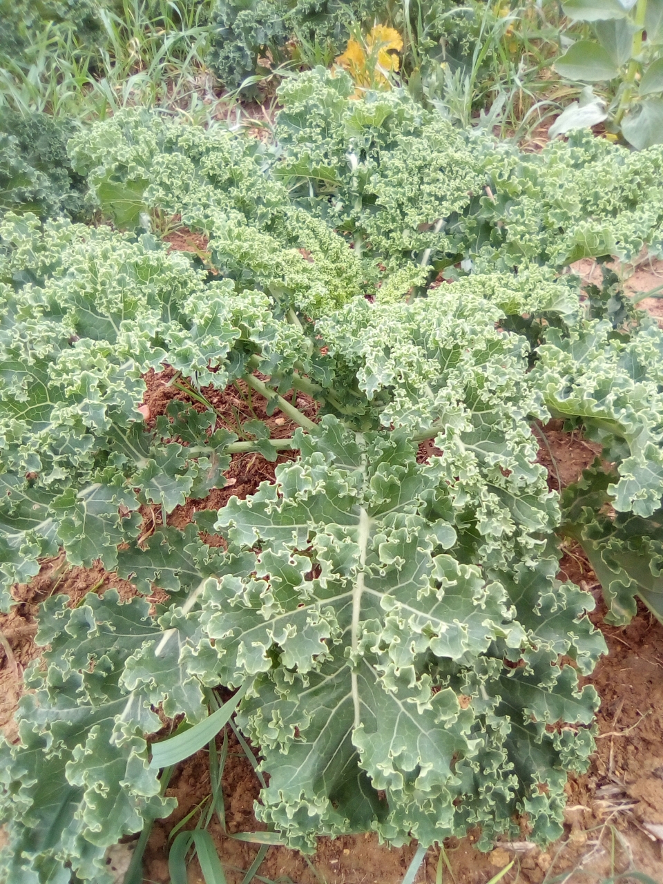 Chou kale frisé - 250 g - L'archipel Bio Jpn Maraîchage Biologiqu ...