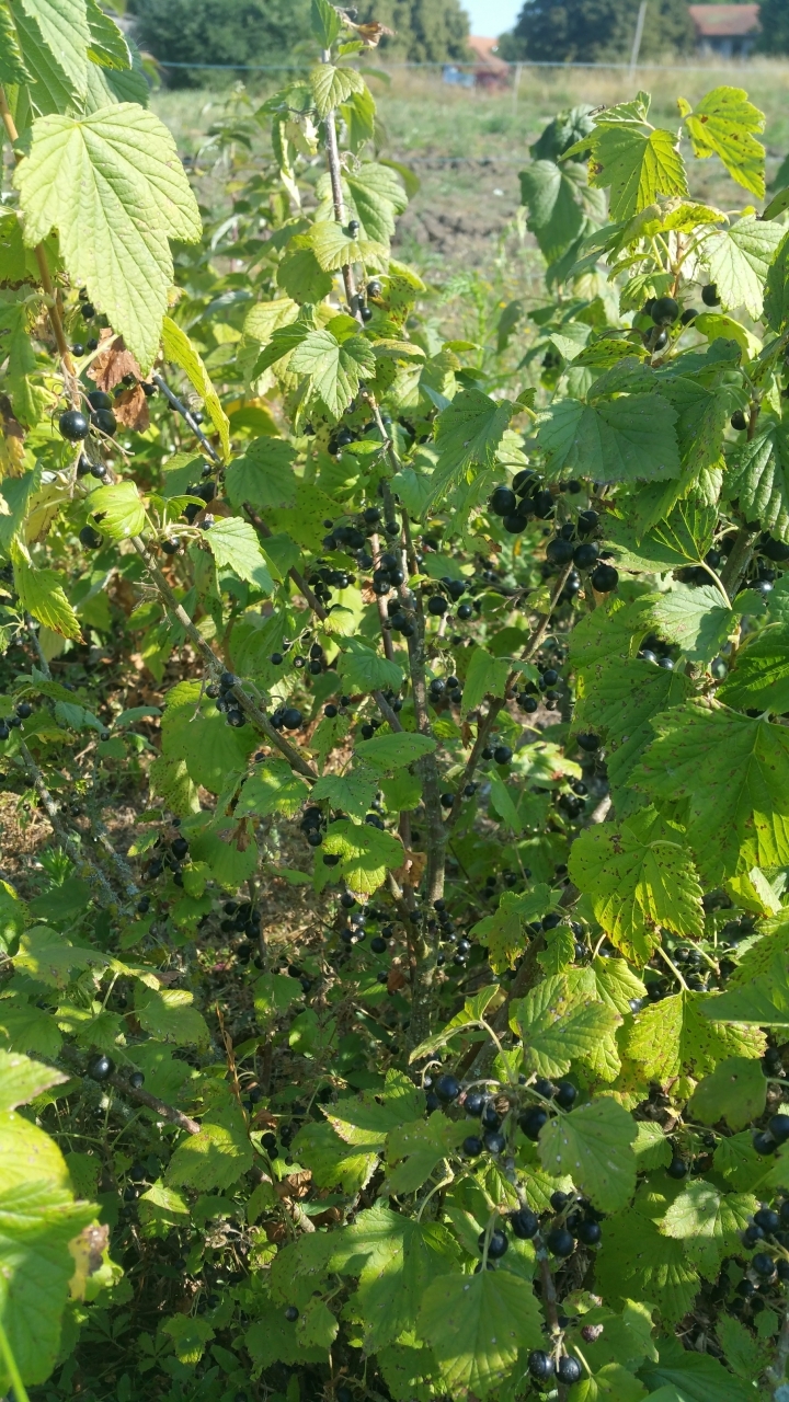 Cassisier géant de boskoop - 1 u - Esat Avsea - Locavor.fr