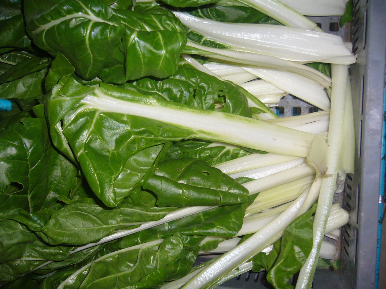 Blettes bio en 500g - 0.5 kg - La Ferme Du Chassy - Locavor.fr