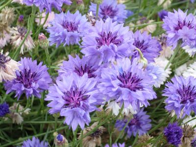 Centaurée barbeau - 1 u - Le Semeur Bio - Locavor.fr