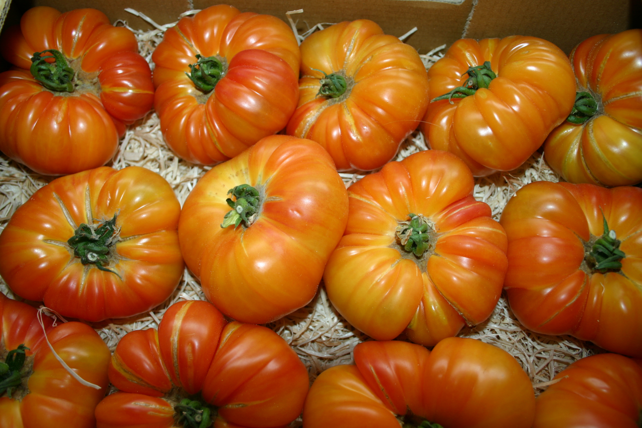 Tomate ananas jaune orangé ou rouge - 1 kg - Le Potager De Couleau ...