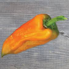 Plant de poivron jaune : variété - 1 u - Maraicher Horticulteur Patrick ...