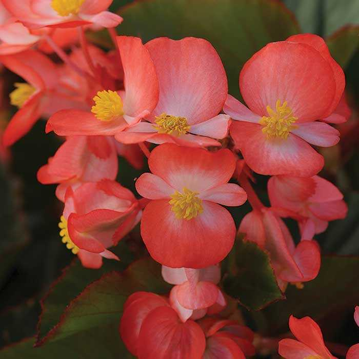 Begonia baby wing bicolour - 1 u - Aci La Ferme - Les Petites Haies ...