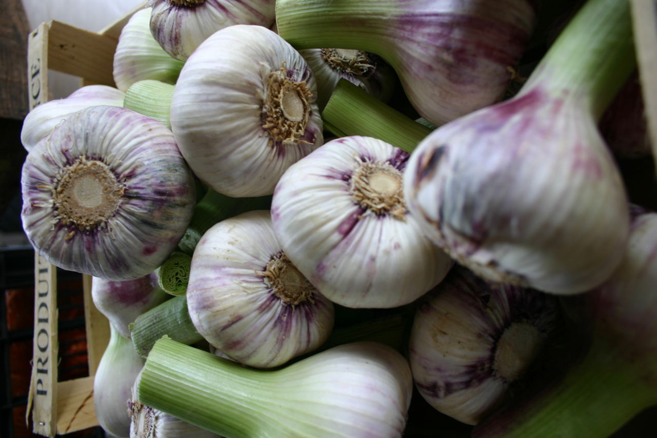 Ail violet nouveau récolte2021 - 3 u - Le Potager De Couleau - Locavor.fr