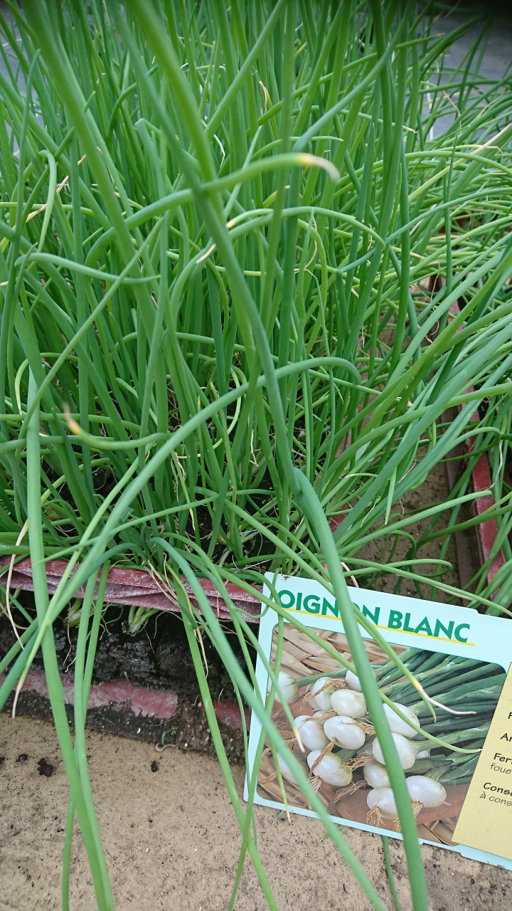 Plant d'oignons blanc par 6 - 1 u - Les Jardins De Fontaine - Locavor.fr