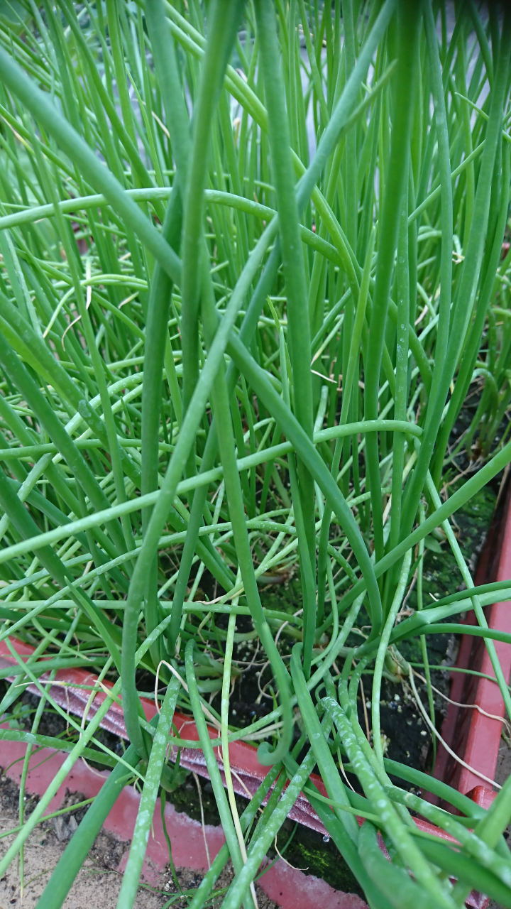 Plant d'oignons rouge par 6 - 1 u - Les Jardins De Fontaine - Locavor.fr