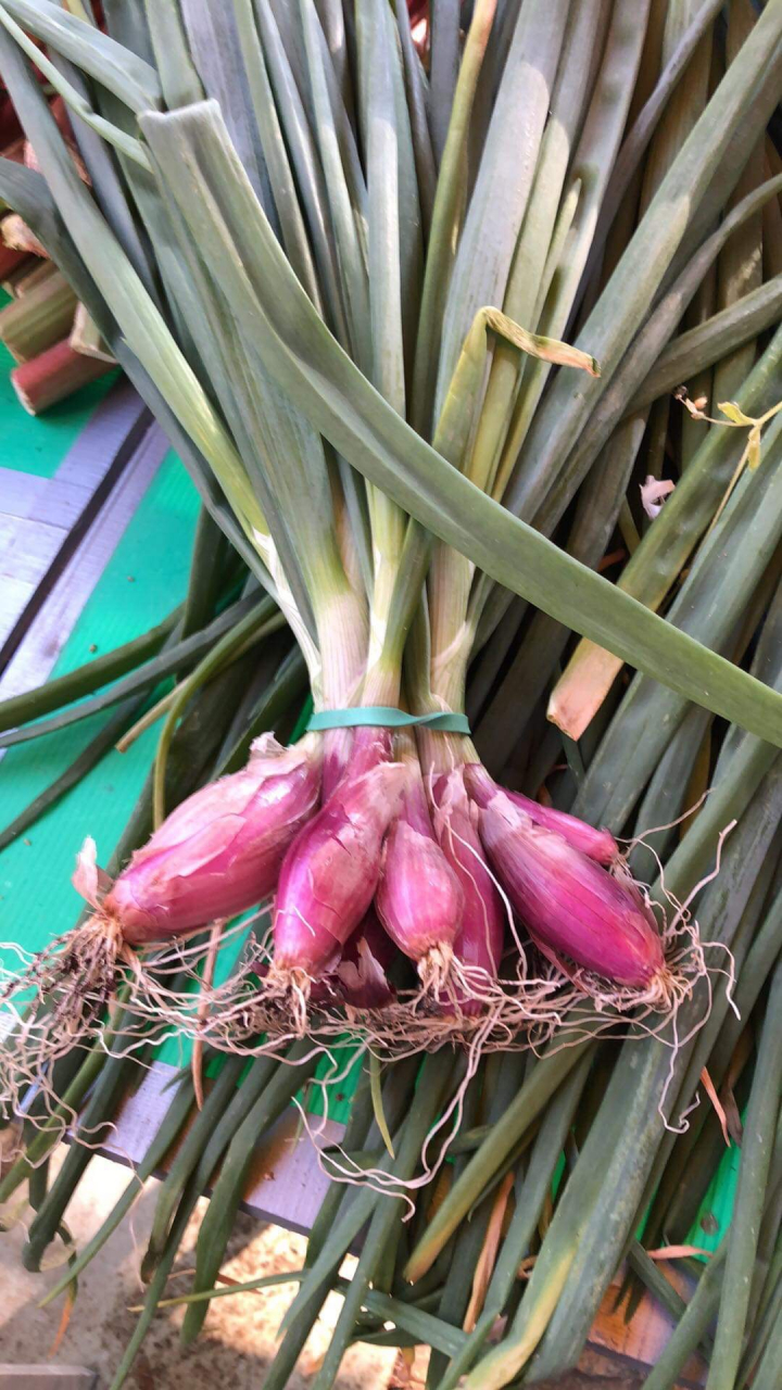 Oignons roses en botte - 1 u - Legumes De Rudy - Locavor.fr