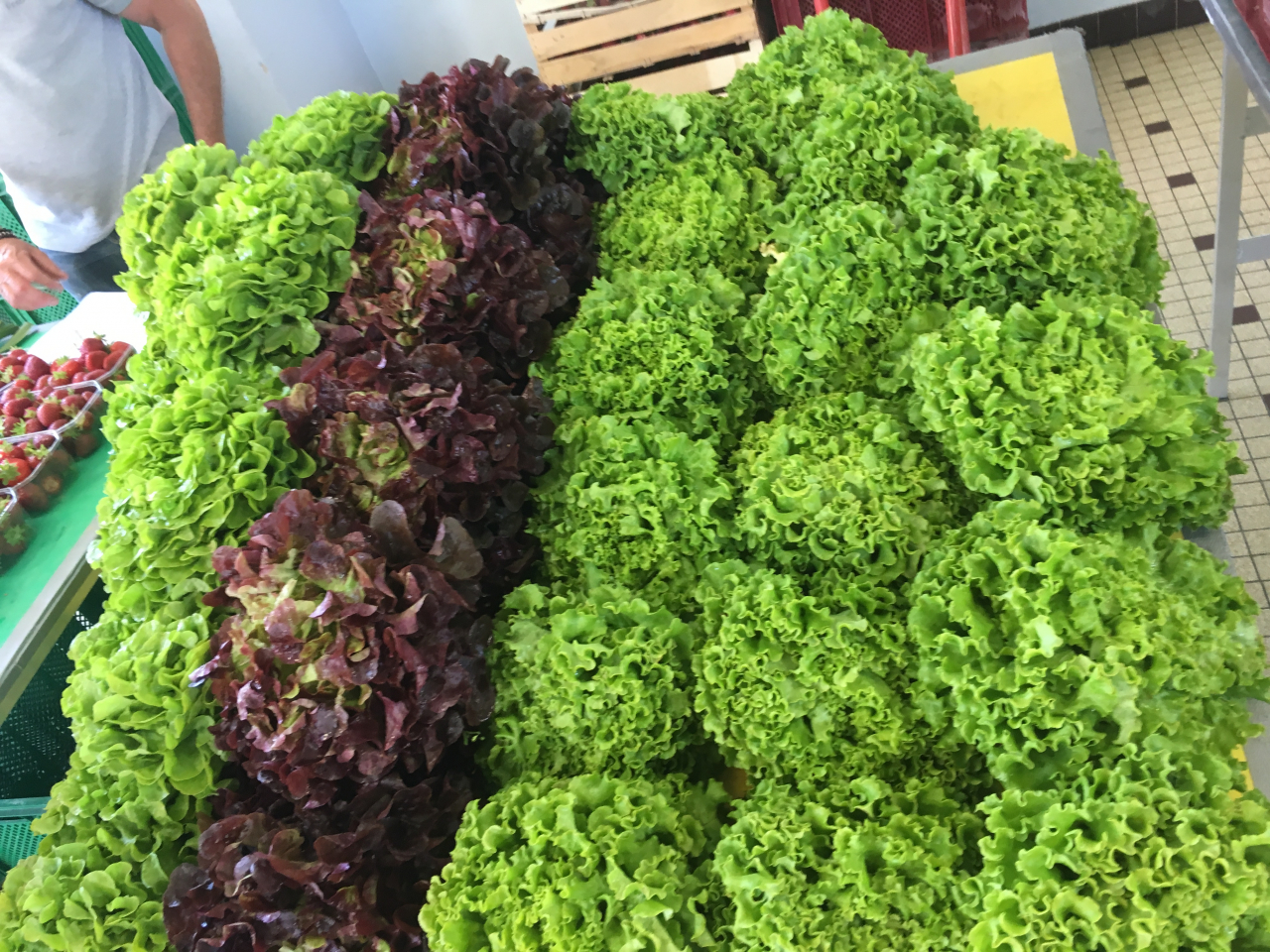 Lot de 2 salades - batavia, feuille de chêne - 1 u - Legumes De Rudy ...