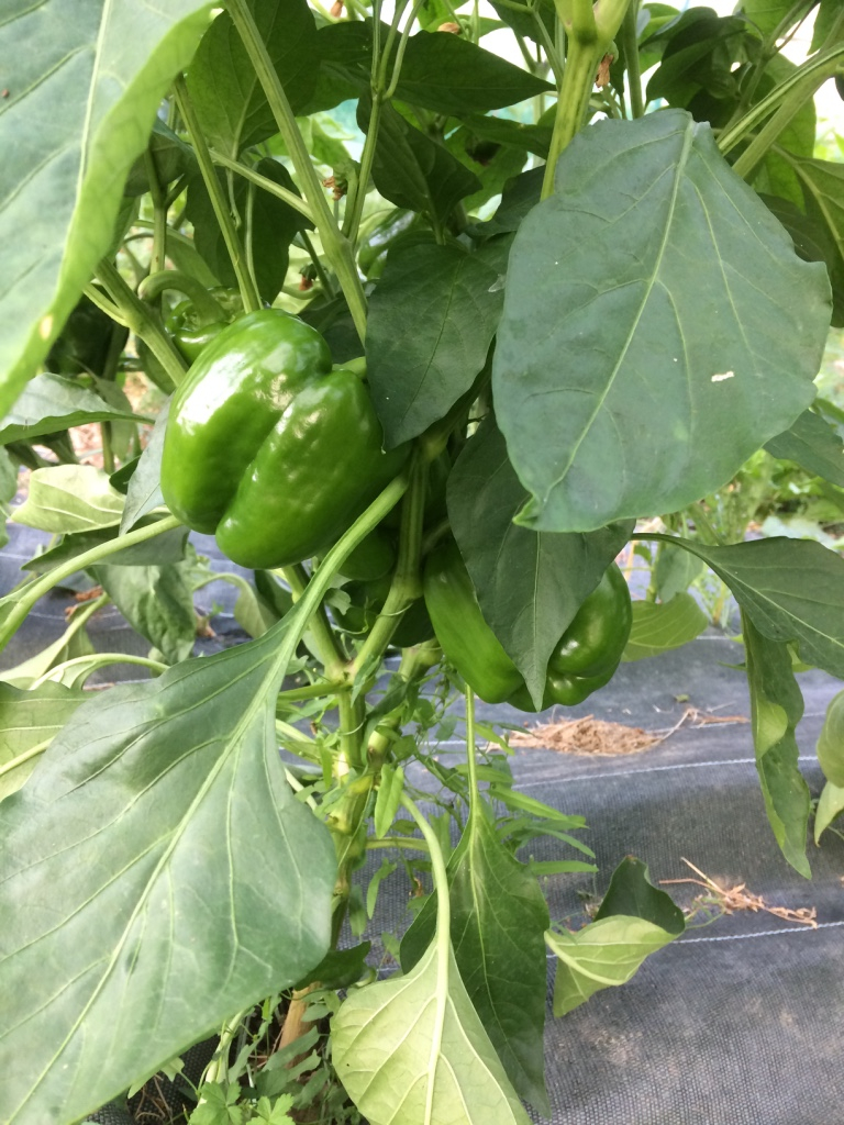 Poivron vert - 500 g - La Ferme Bio De Marillat - Locavor.fr