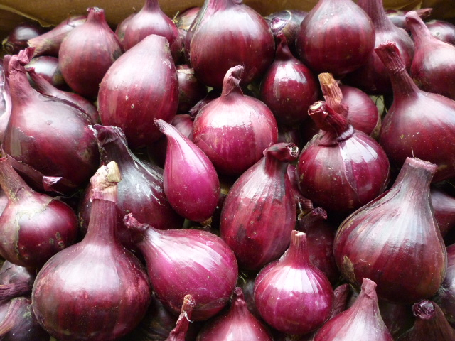 Oignon rouge bio vrac moyen calibre - 3 formats - Alexandre De Kok ...