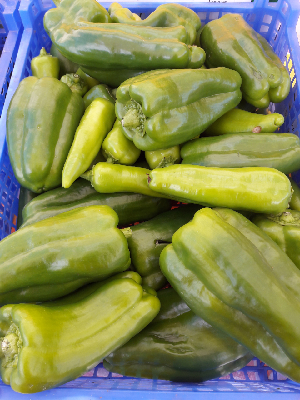 Poivron vert - 2 u - Les Jardins D'antérioux - Locavor.fr
